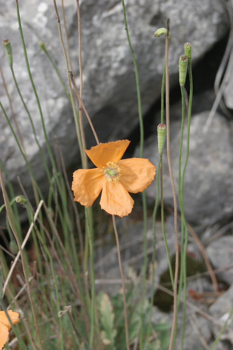 Grazalema Poppy (Papaver rupifragum) Amapola de Grazalema - The Sierra ...