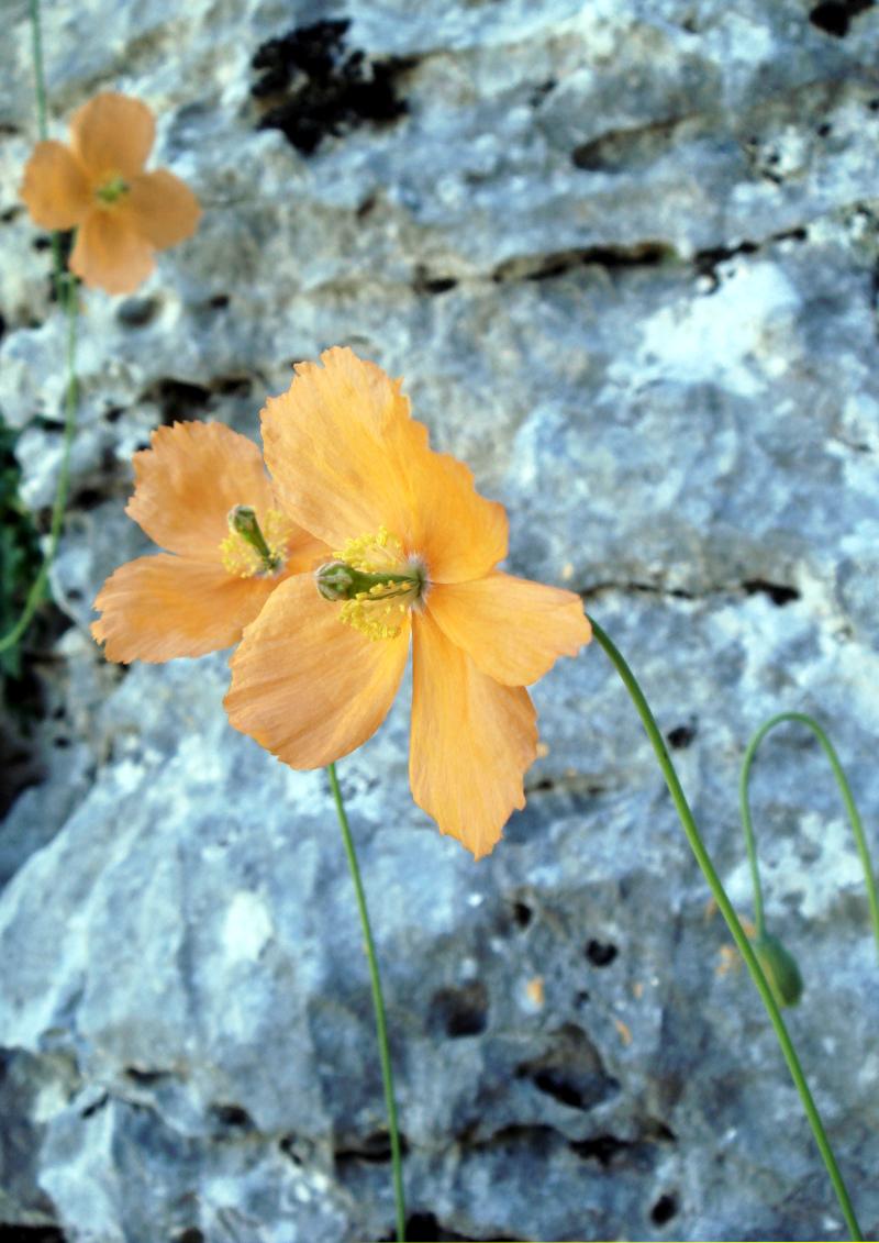 Grazalema Poppy (Papaver rupifragum) Amapola de Grazalema - The Sierra ...
