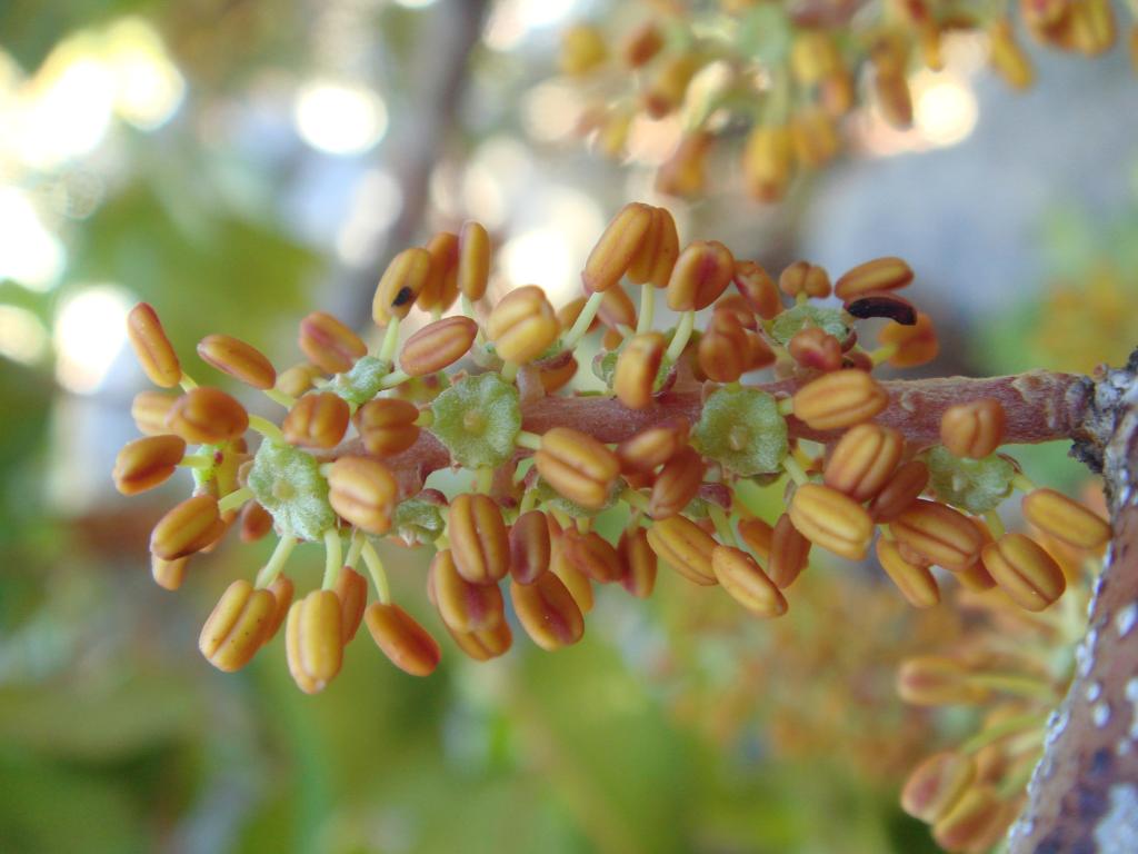 October flowers in the Sierra de Grazalema - The Sierra de Grazalema